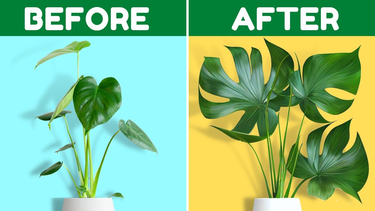 These 10 Amazing Tips Will Transform Your Plants! - YouTube