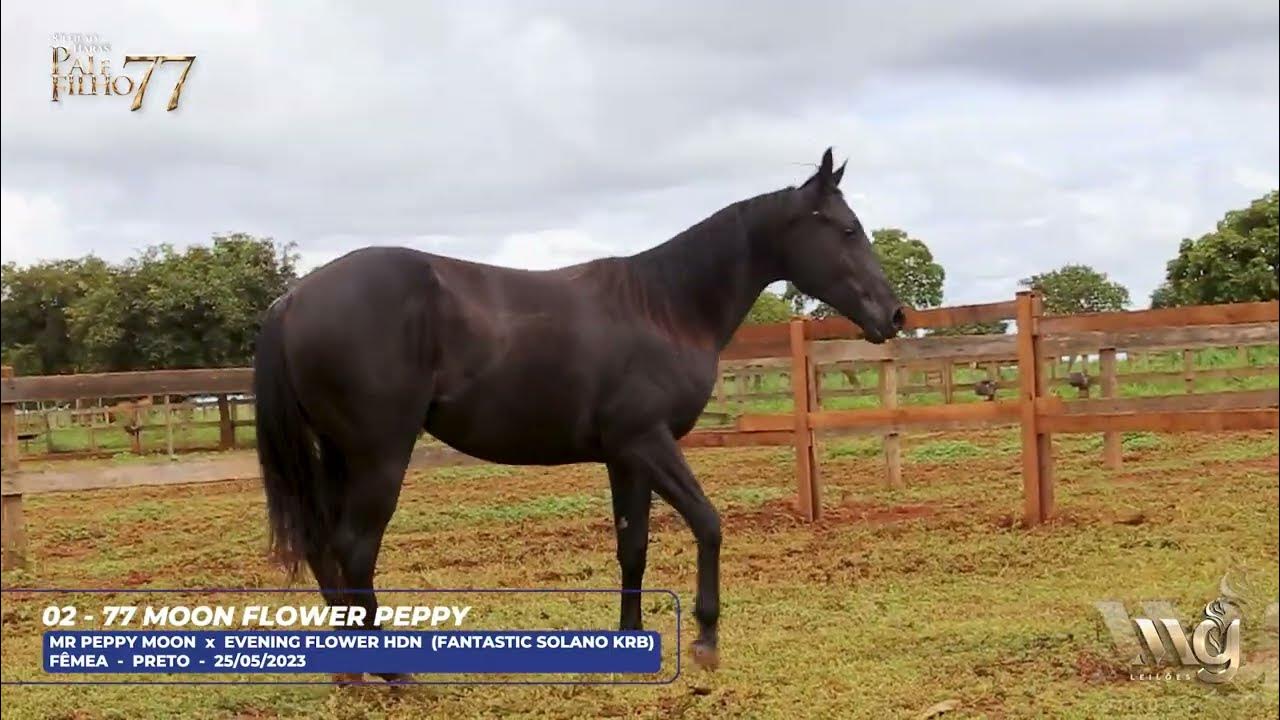 02 77 MOON FLOWER PEPPY - YouTube