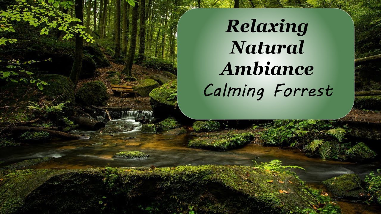 Relaxing Natural Forrest Ambiance-Sleep Calm in Nature - YouTube