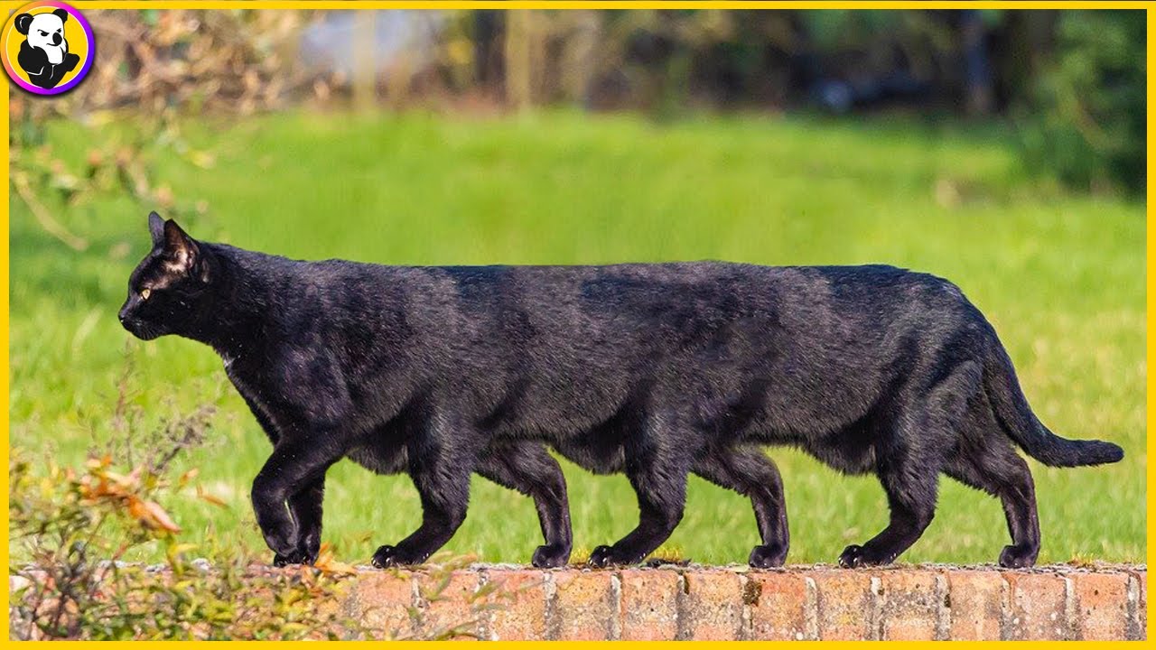 15 Abnormally STRANGE Cats You Have Never Seen Before !!! - YouTube