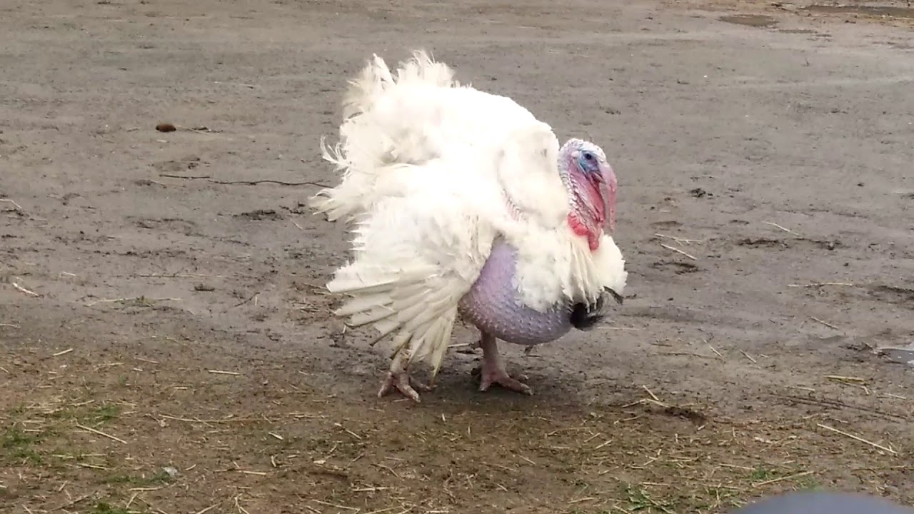 big turkey gobbling - YouTube