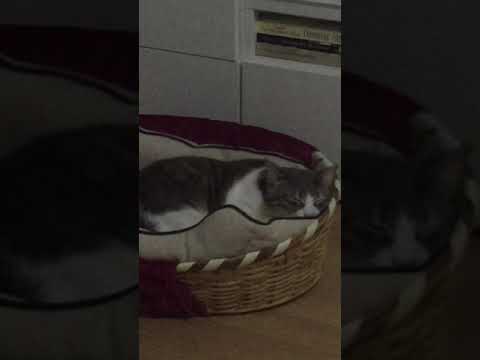 Anne kokusunu sütünü özlemiş bir kedi ne yapar?