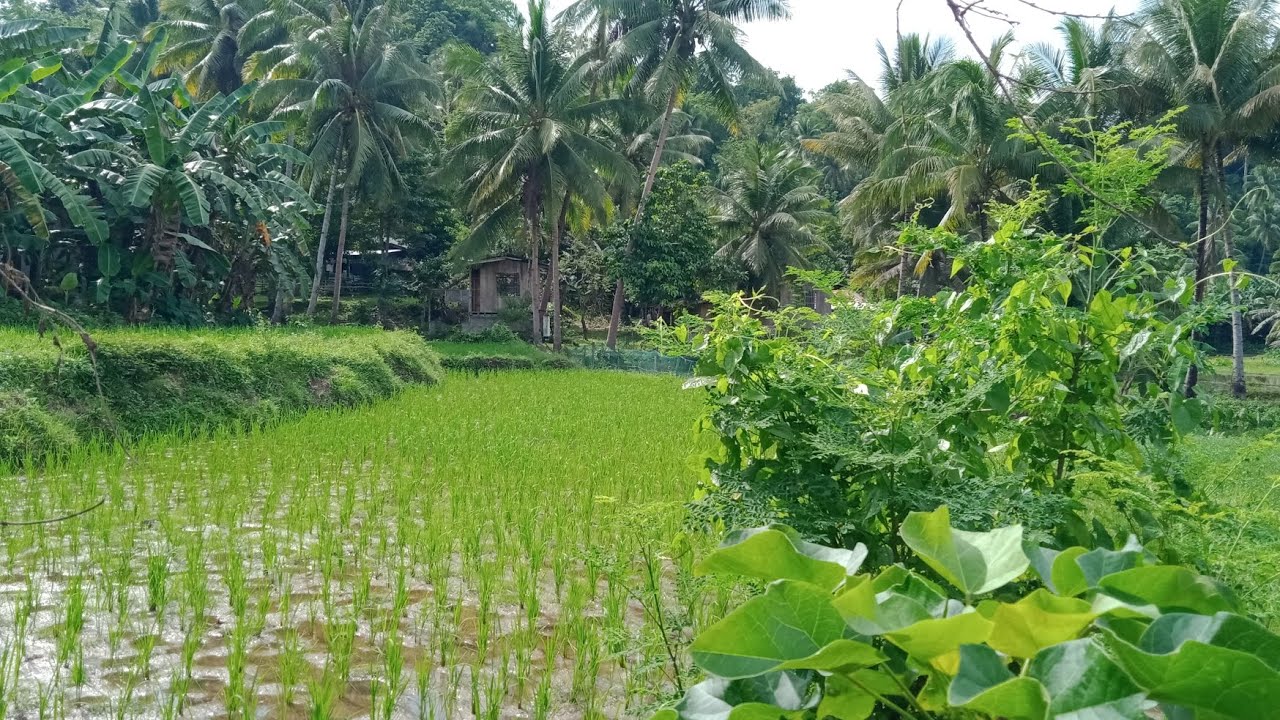 Rice Planting Season | Getting Organic Fertilizer "dagami" for Our ...