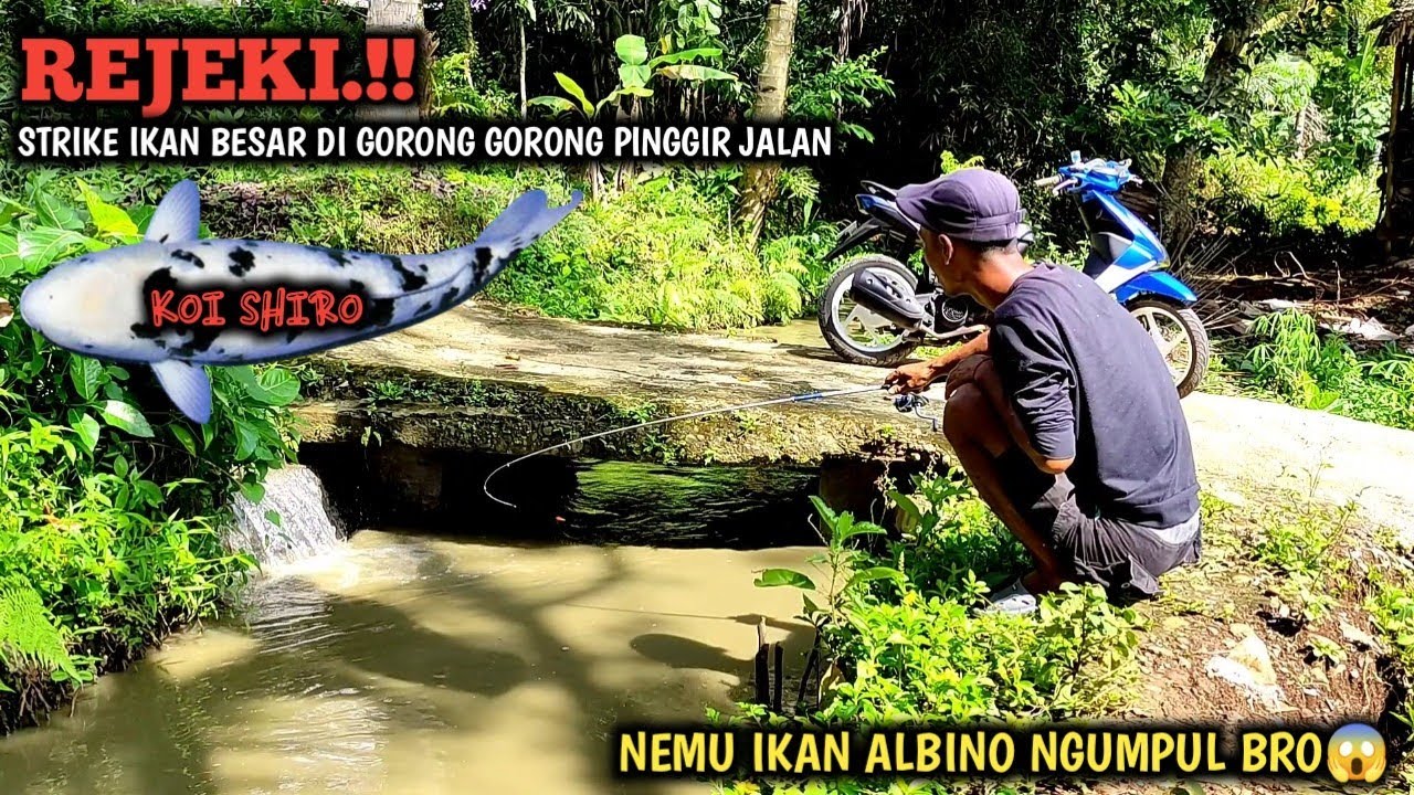 Mantap.!! Mancing Koi Di Selokan Gorong Gorong Pinggir Jalan || Gak Nyangka Strike Ikan Sebesar ...
