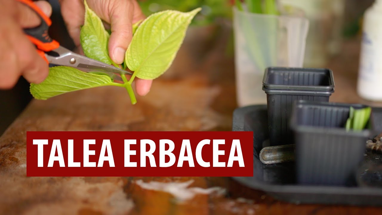 COME FARE UNA TALEA – Parte 1 – Talea erbacea - YouTube