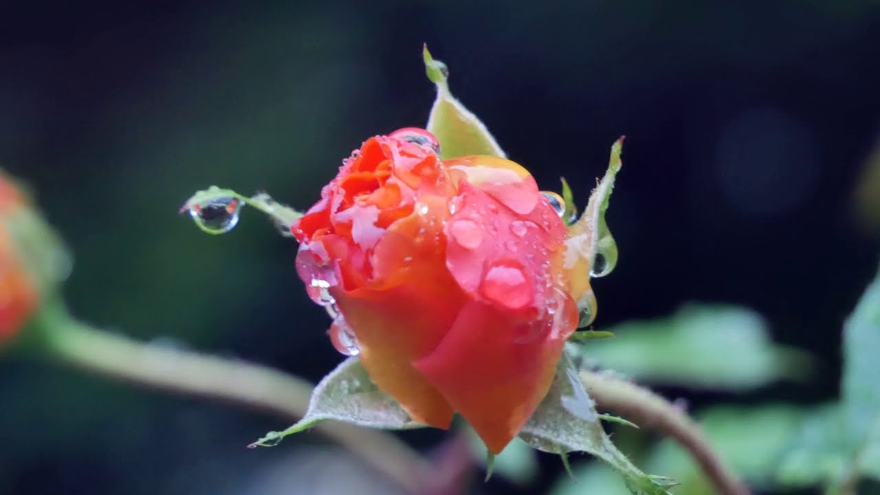 Simple, Calm and Relax music with beautiful red roses - YouTube