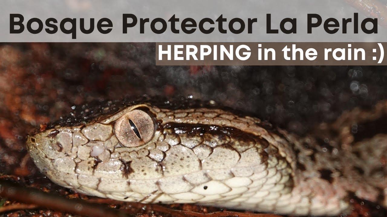 An incredible day in the jungle: Bosque Protector La Perla in Ecuador - Glass frogs, snakes and ...