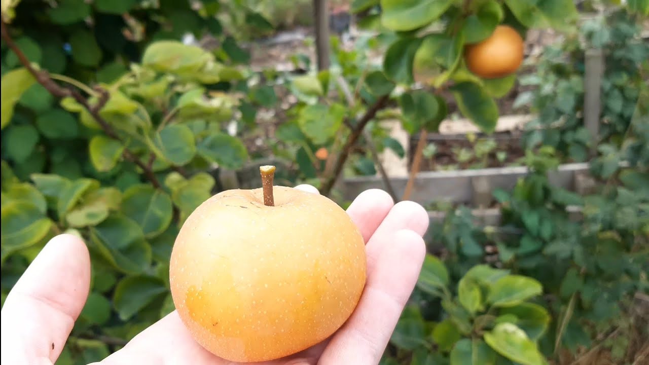Asian Pears in the UK | harvest and taste - YouTube