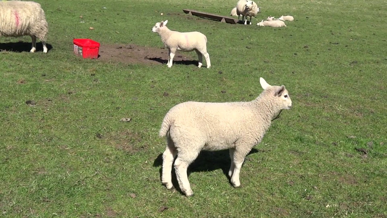 Spring Lambs Field Southern Perthshire Scotland - YouTube