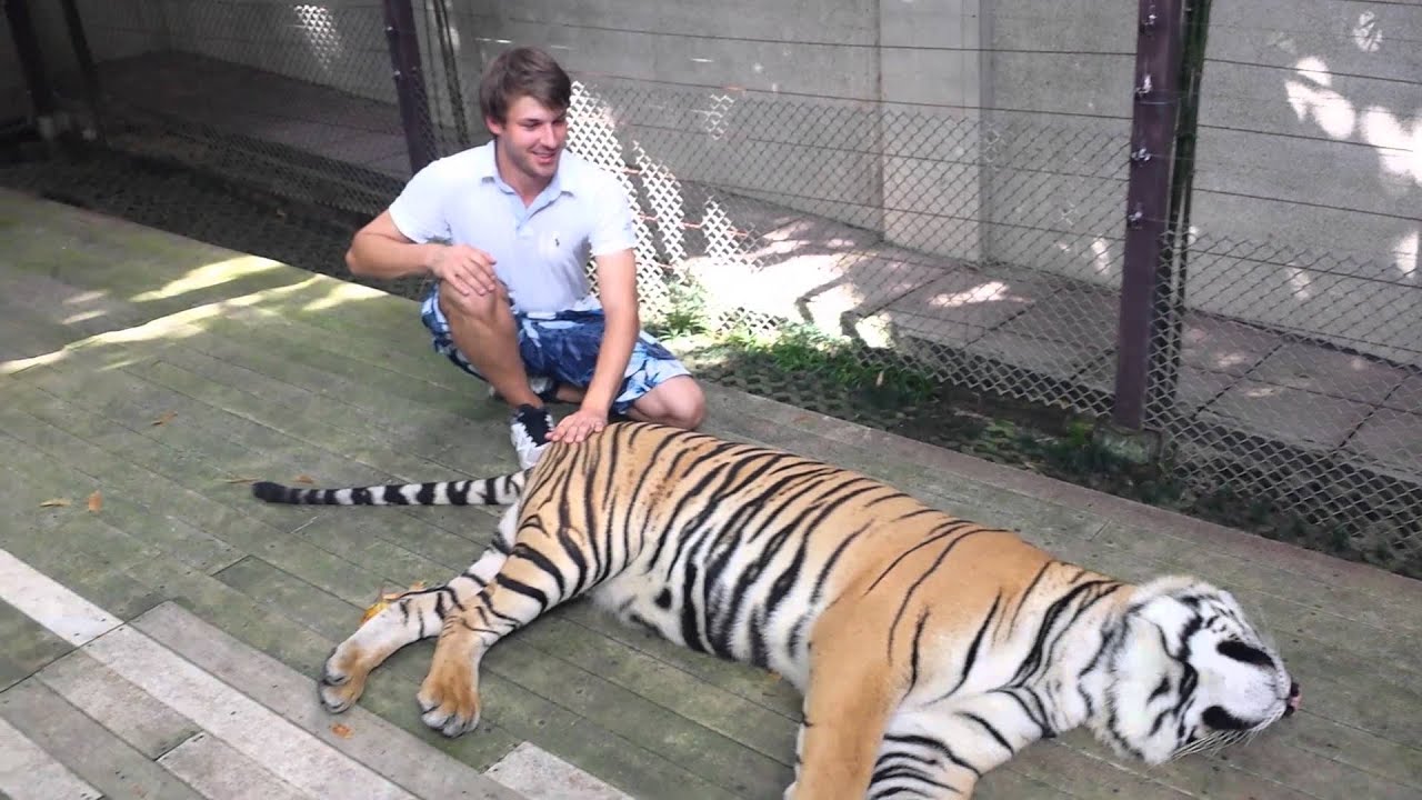 Tiger massage Thailand 2014 Chiang Mai - YouTube
