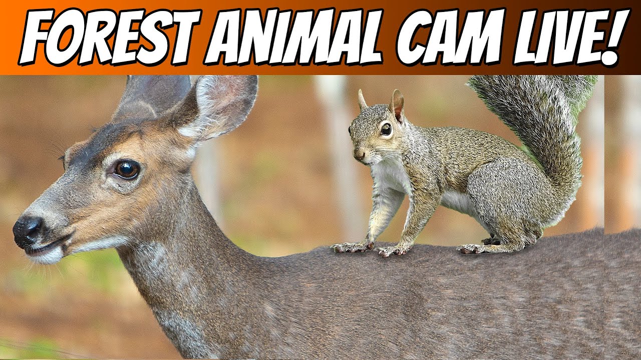 Live Animal Cam In Oregon Forest! - YouTube