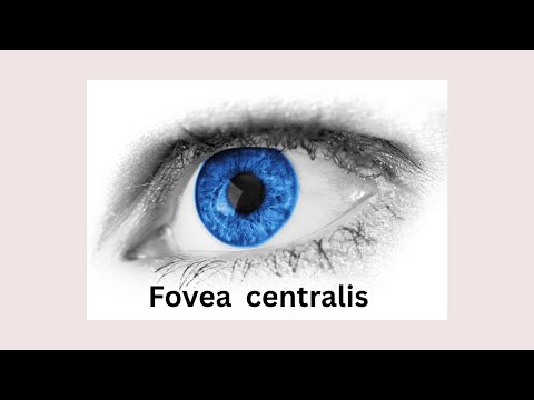 Fovea centralis #mbbs