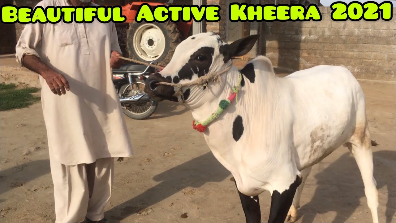 Dhani Nasal Kay khubsurat Kheeray Bachray || Pure Dhani Breed ...