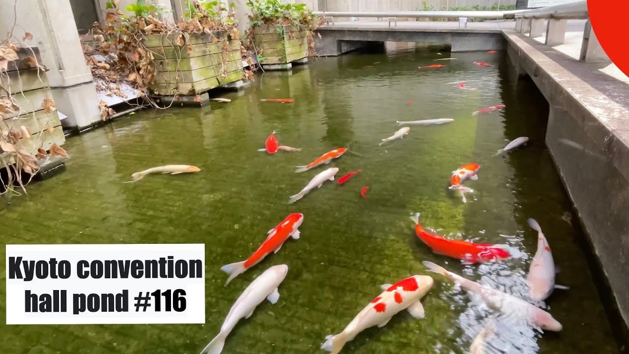 Kyoto convention hall's koi pond(Kyoto, Japan) - YouTube