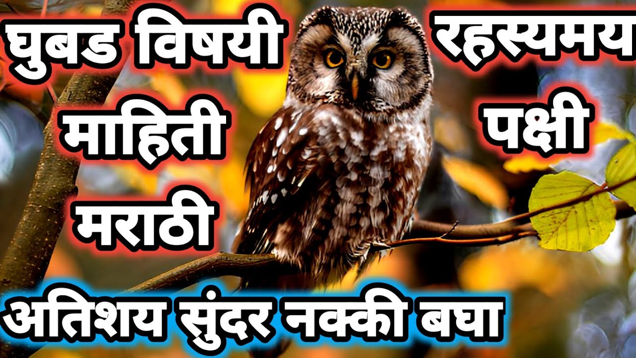 ghubad chi mahiti marathi | ghubad bird | घुबड पक्षी | ghubad | घुबड ...