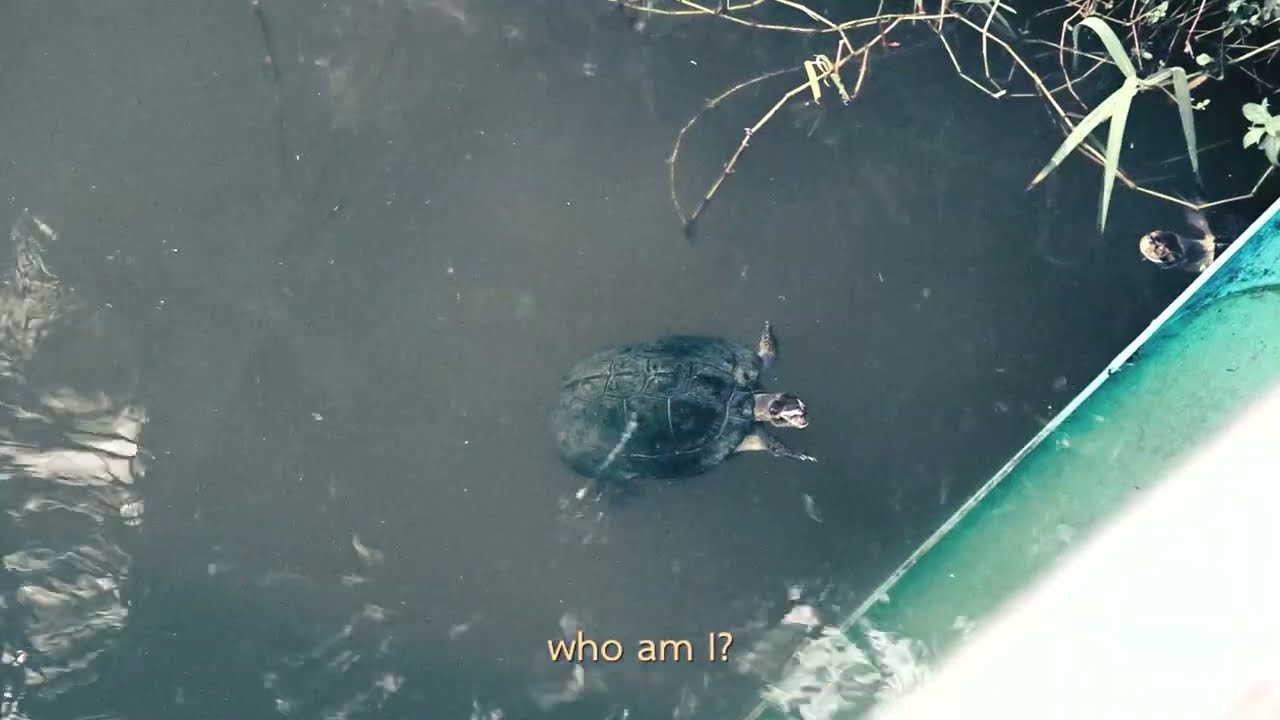 dizzy daze - Fantasy ( Music Video ) - YouTube