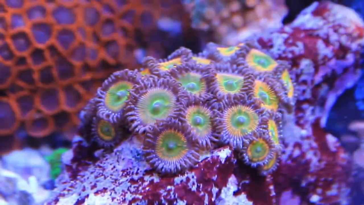 20 gallon ADA mixed Nano Reef - YouTube