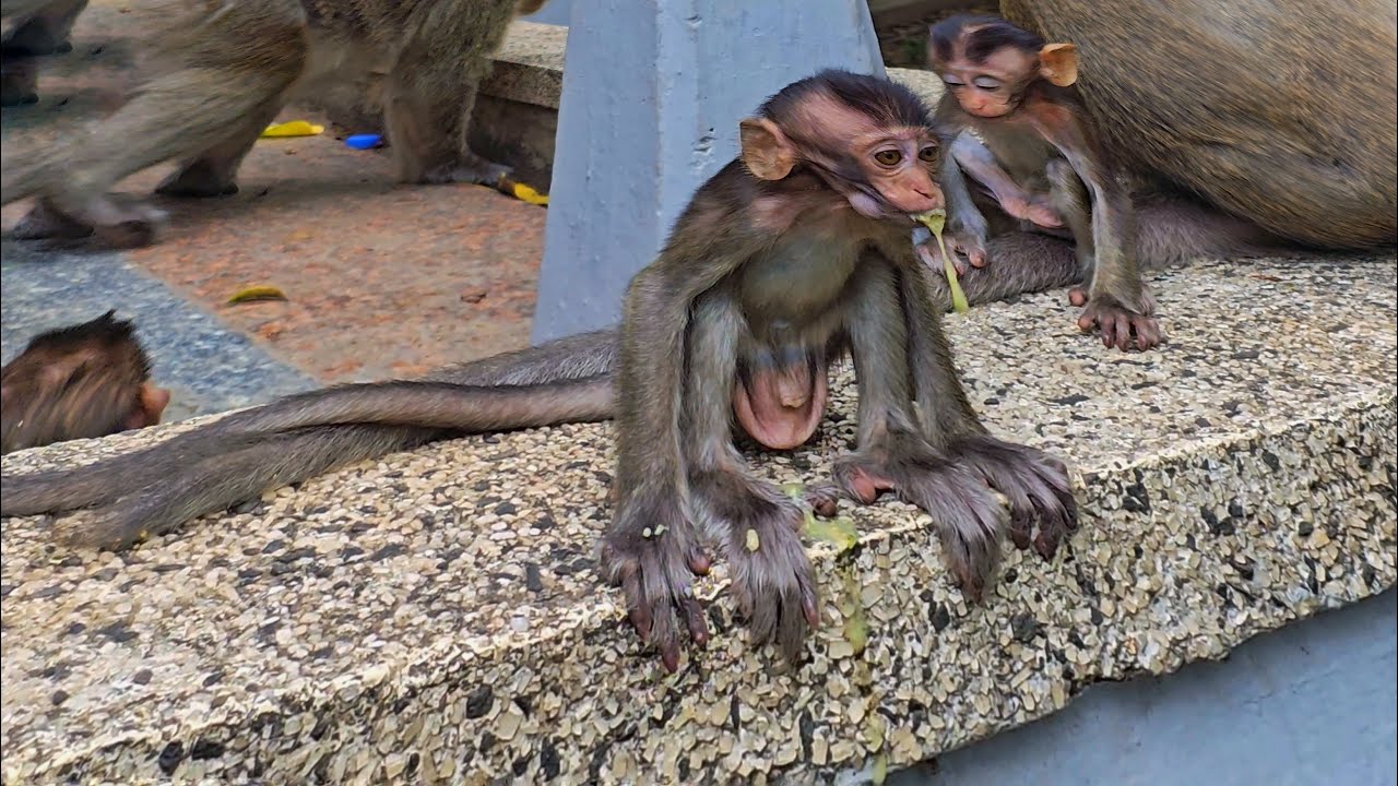 Cute little wild monkey baby, food poisoning, vomiting, most pathetic ...