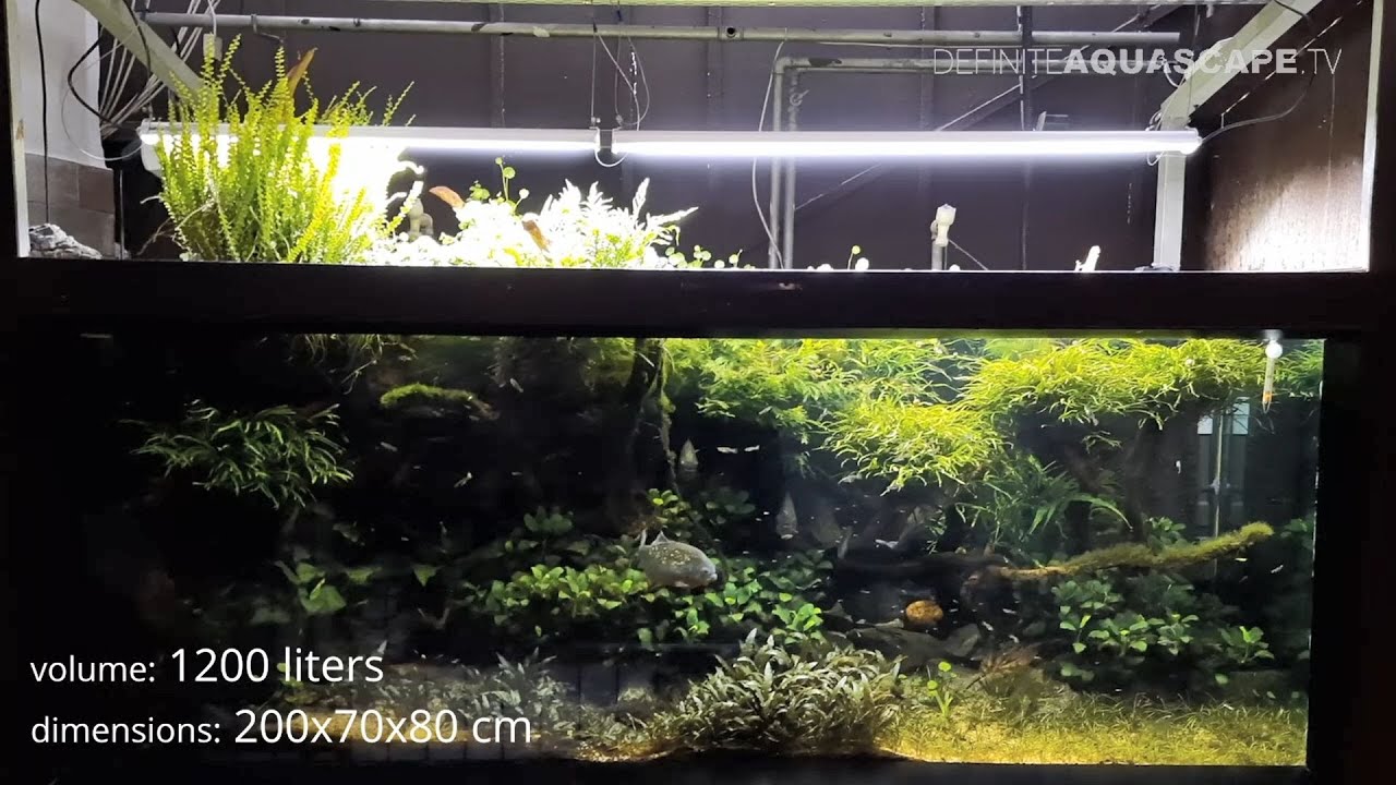 Open top 1200 liters planted aquarium - YouTube