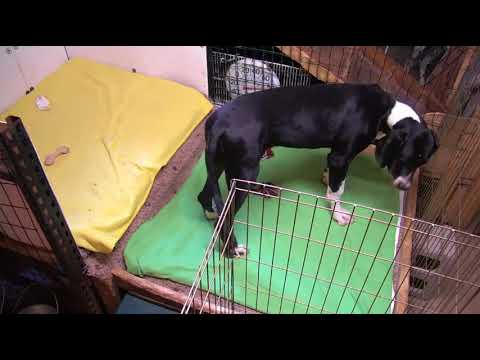 AM cleaning K10 Bella Eeyore Kanga 872018 - YouTube