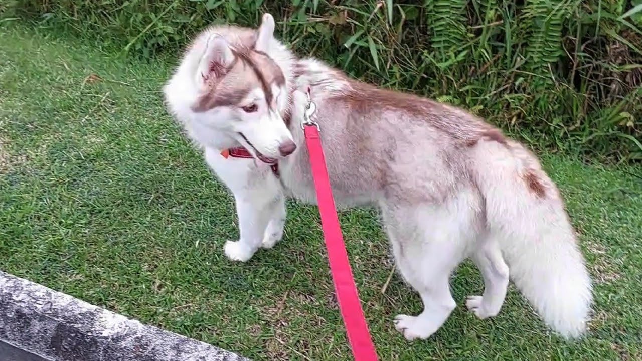 Husky dog every morning routine take a walks - YouTube