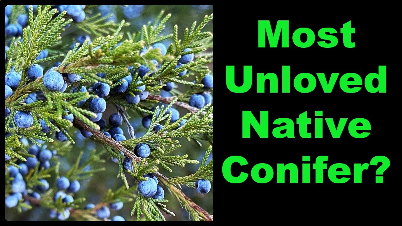 Backyard Ecology YouTube Channel