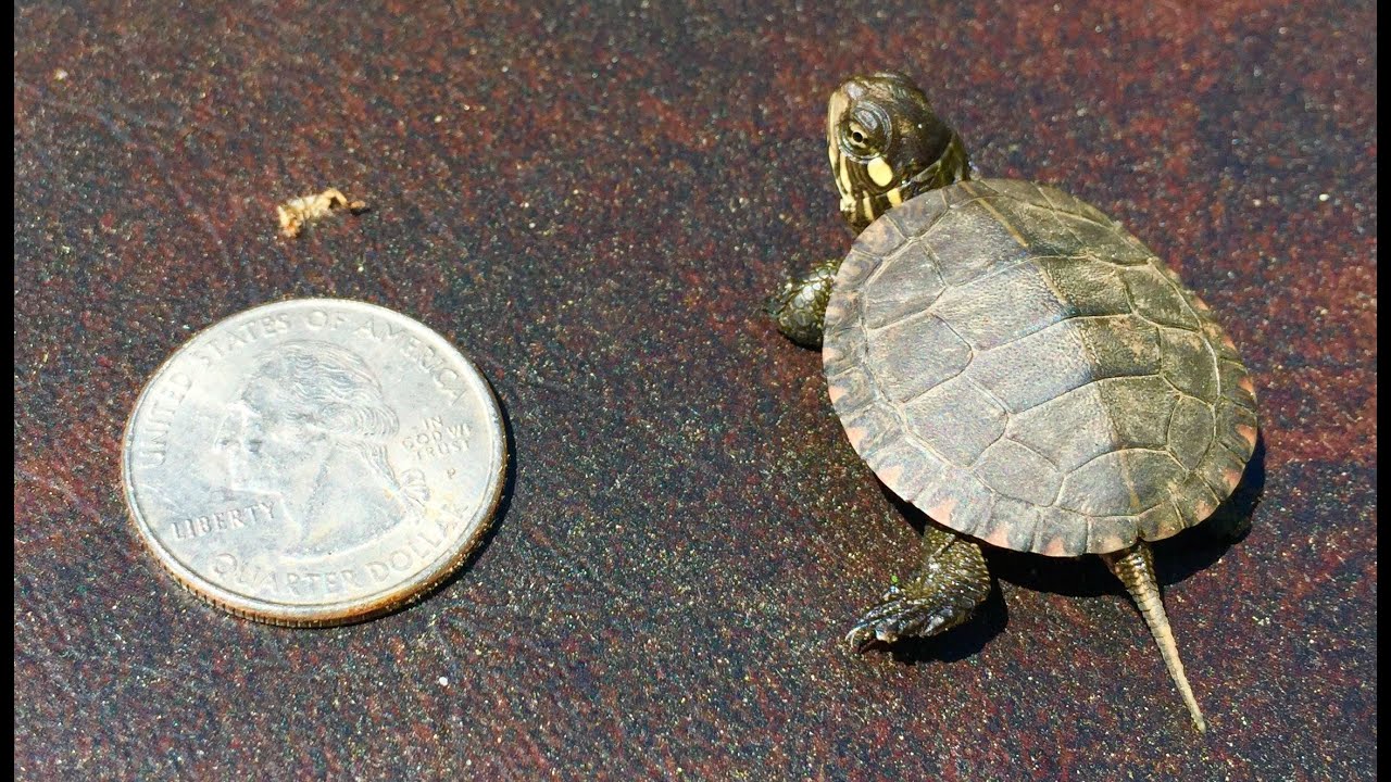 Baby Sun / Painted Turtle - YouTube