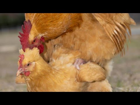 Hen vlogs | Hen crossing | Rooster meating with hen - YouTube