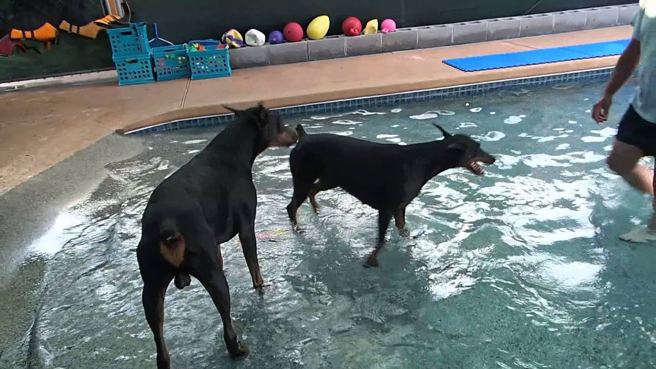 Doberman Tryst & Ruffi play with dog toy Toypedos in the beach entry of ...