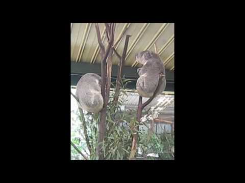 Koala burping - YouTube