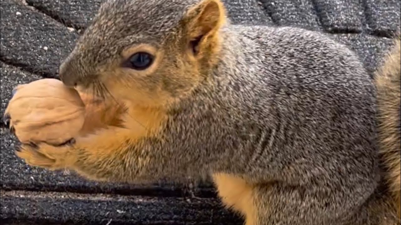 Squirrel Bite Uk at Stephen Jamerson blog