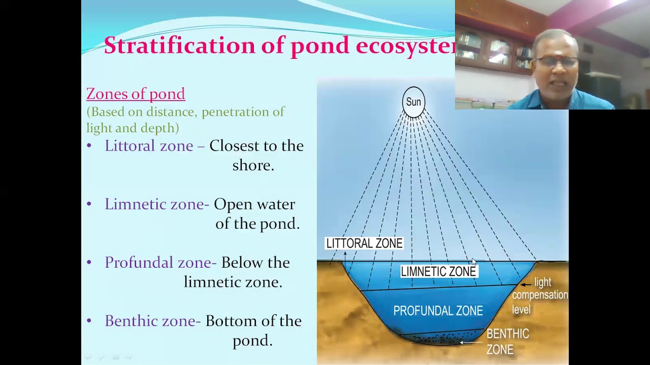 STRATIFICATIONS OF POND ECOSYSTEM-ECOLOGY - YouTube