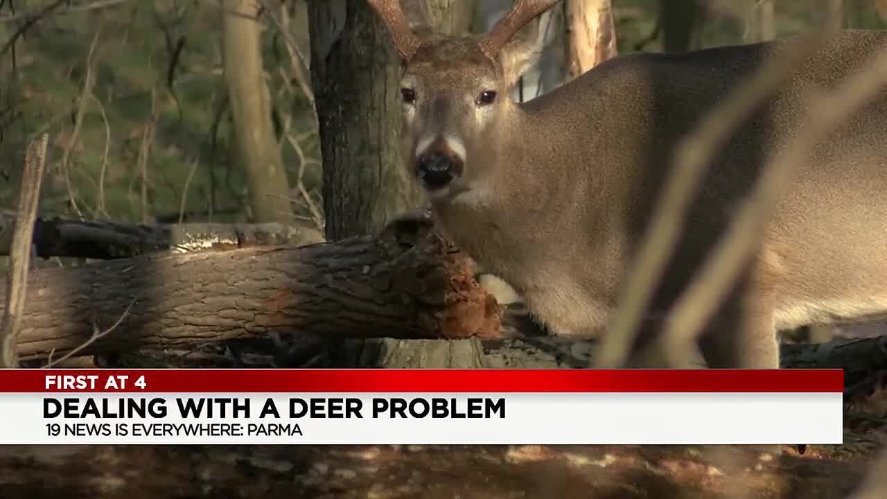 City of Parma implements deer culling program - YouTube