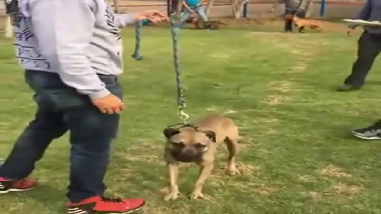 apbt show mexico y la esencia de la raza - YouTube