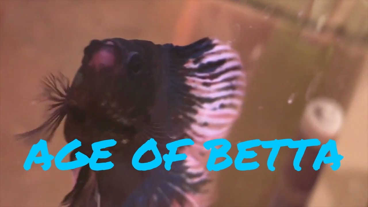 How to tell if a betta is getting OLD? - YouTube