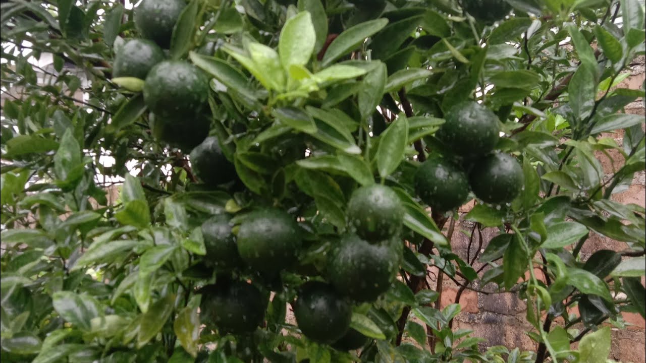 tanaman jeruk dalam pot - YouTube