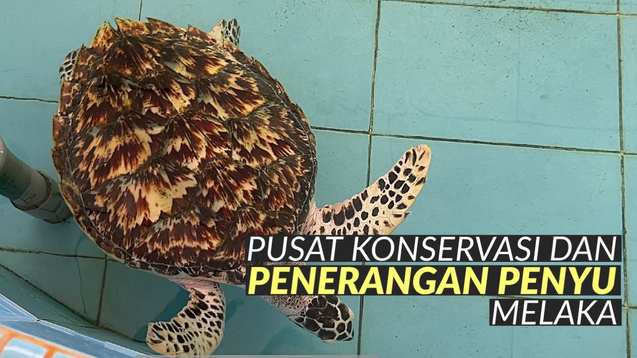 Melawat Penyu-Penyu Comel di Pusat Konservasi Dan Penerangan Penyu ...