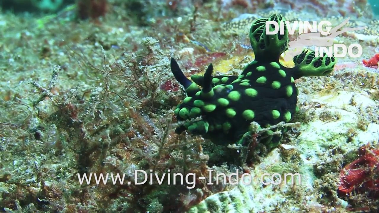 Nembrotha cristata nudibranch Diving Indo - YouTube