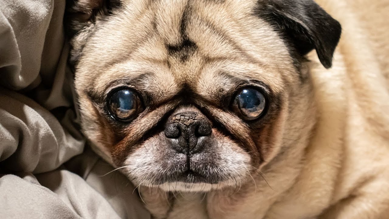 Pug Agility Breaking Stereotypes and Showcasing Incredible Performances ...