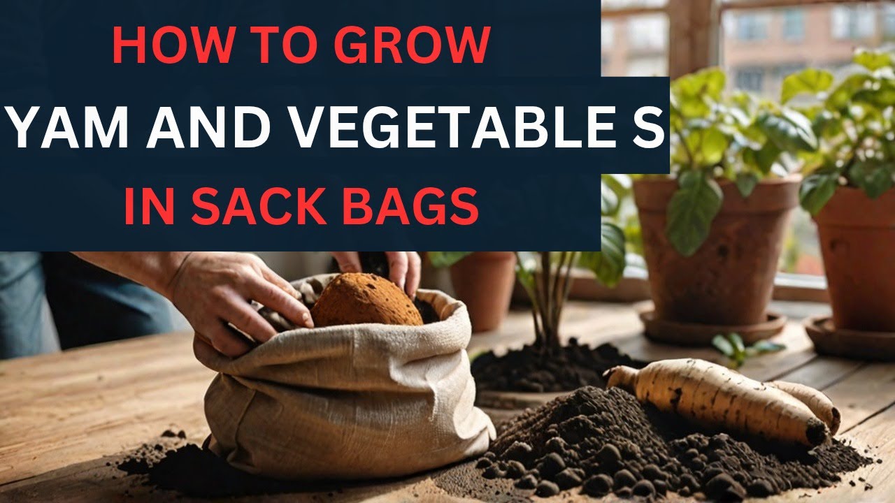 How To Grow Yam And Vegetables In Sack Bags At Home - YouTube