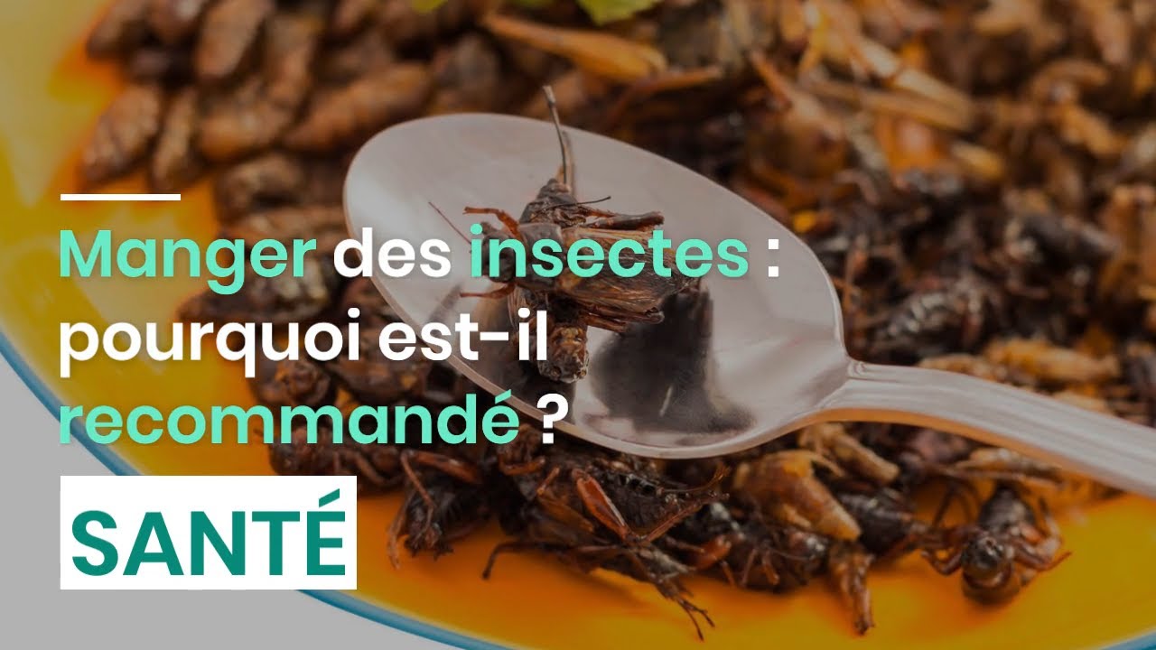Manger des insectes : pourquoi est-il recommandé ? - YouTube
