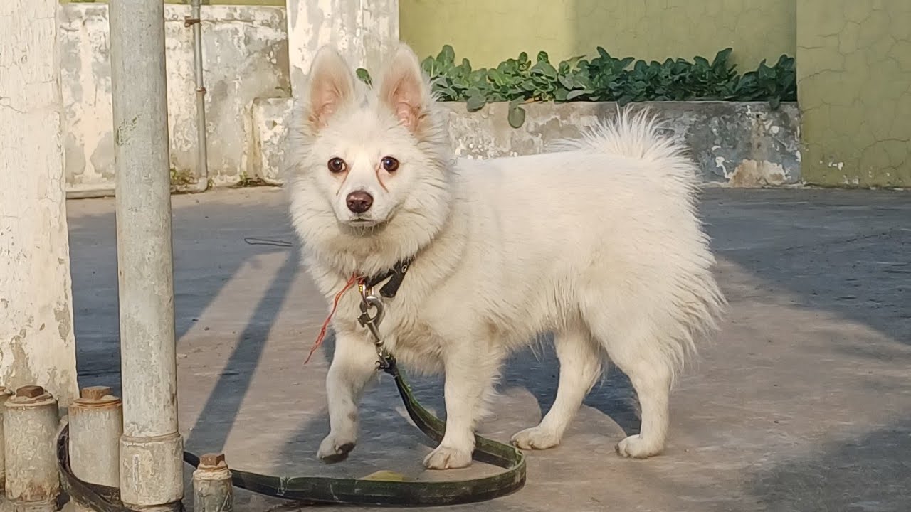 Dog on a Mission! #dog #animals #pets #doglover - YouTube