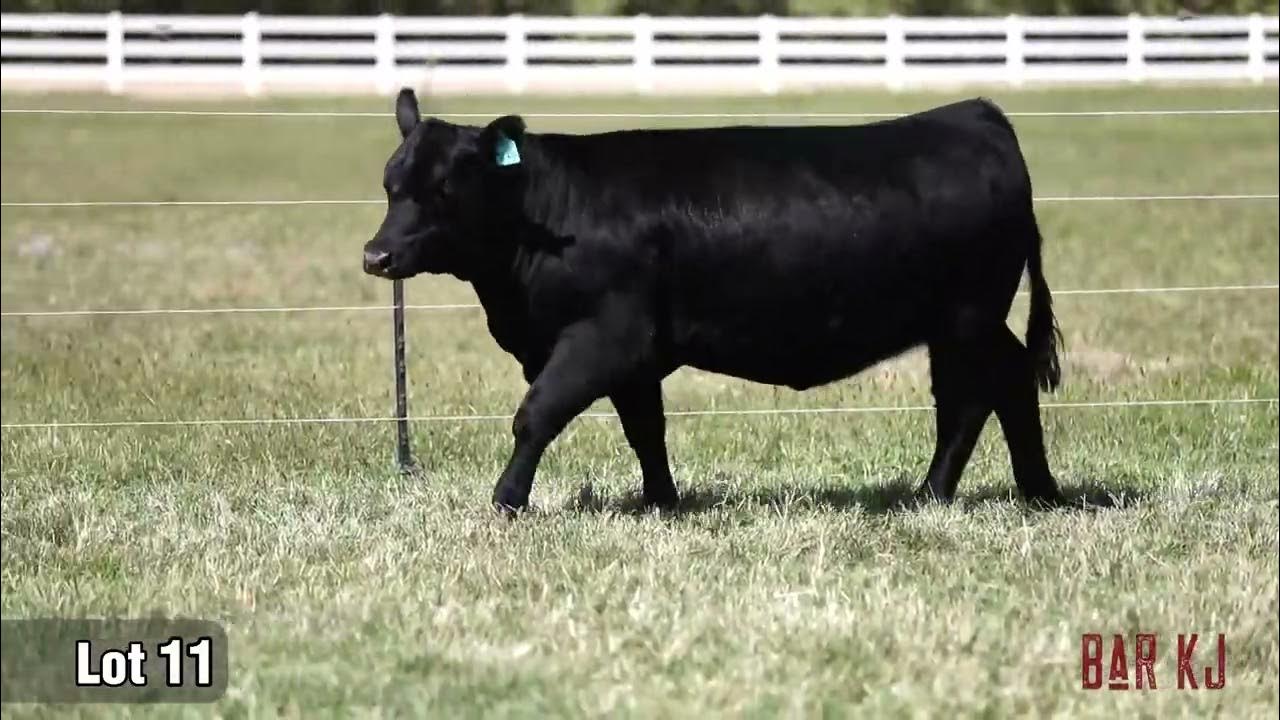 Lot 11 Bar KJ Blackcap 3126 - YouTube