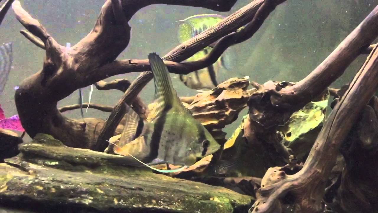 Angelfish Amazon Biotope (13/07/15) - YouTube