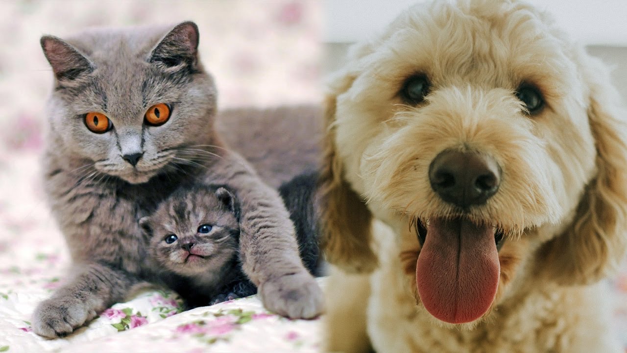 048 Funniest and cutest animals of the year!!! Funny and cute animal ...