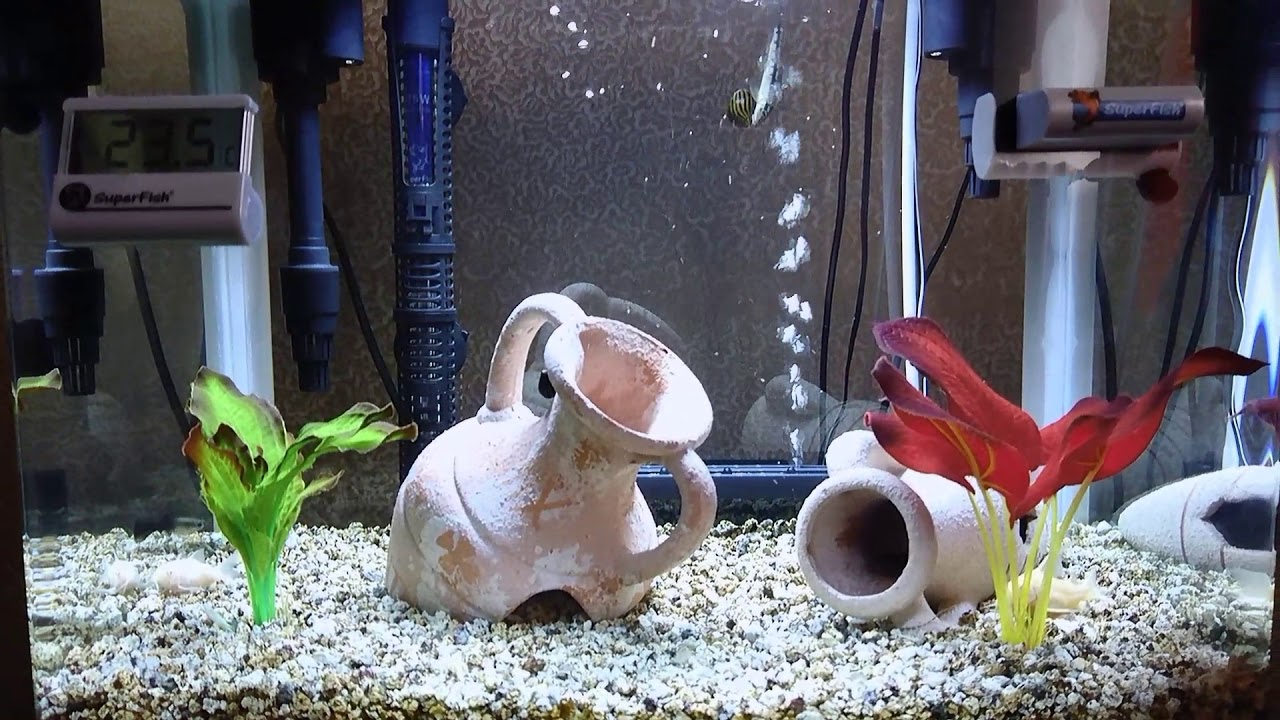 Aquarium superfish panorama 50 litres - YouTube