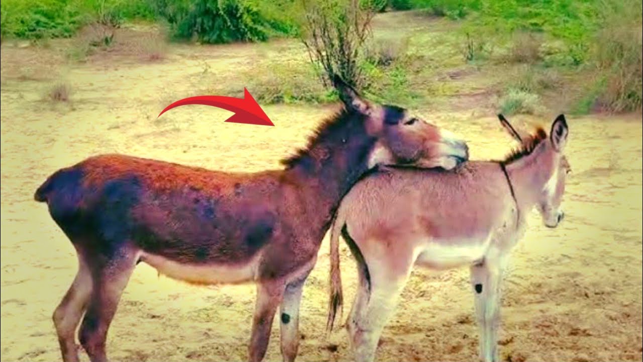 Two donkey reaction village seen|my village beautiful seen||#twodonkey ...