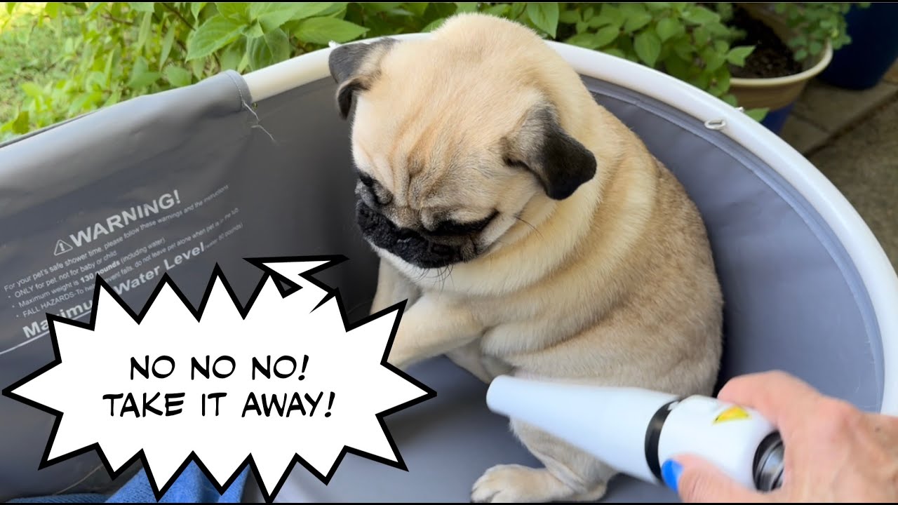 Do All Pugs have sensitive hearing? - YouTube