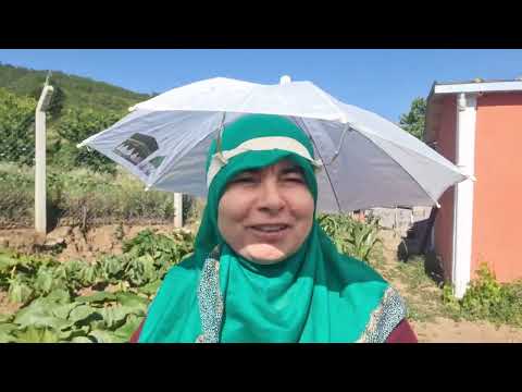 KESME ERİŞTE SEMİZ OTU KARIŞTIR SEMİZ OTU KURUTMANIN PÜF NOKTASI VİDEO TAMAMLAMAK İÇİN 1 AY BEKLEDİM