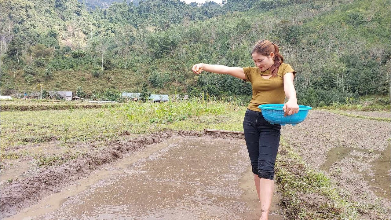 How to properly sow rice seedlings in winter - Forest life, Farming ...